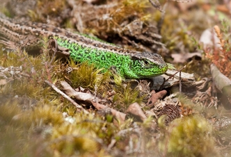 green lizard wadhurst