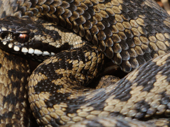 Identify UK snakes | Surrey Wildlife Trust