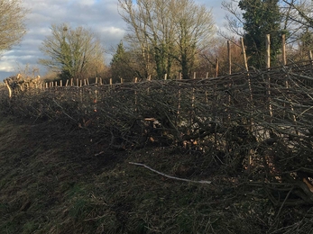 How to lay a hedge | Surrey Wildlife Trust