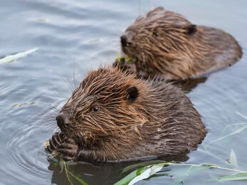 Ecosystem Engineers | Surrey Wildlife Trust