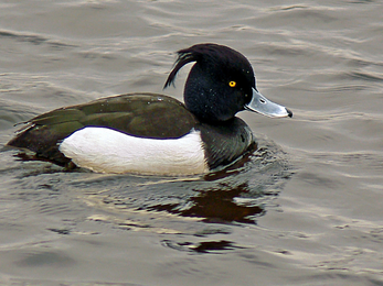 Winter wildfowl | Surrey Wildlife Trust