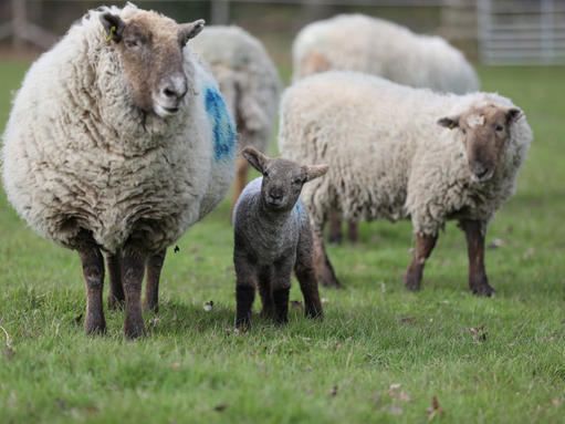 Conservation grazing | Surrey Wildlife Trust