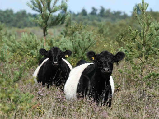 Conservation grazing | Surrey Wildlife Trust