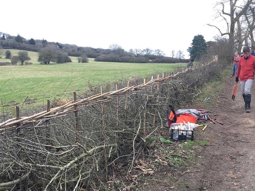 How to lay a hedge | Surrey Wildlife Trust