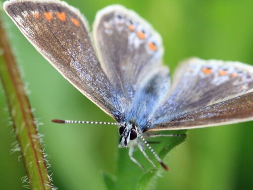 Ready Steady Survey! How to get involved with surveys this summer ...