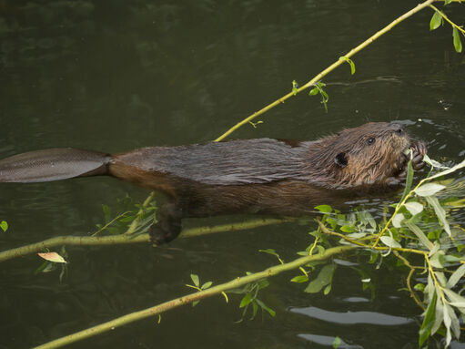Ecosystem Engineers | Surrey Wildlife Trust