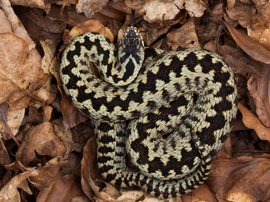 Identify UK snakes | Surrey Wildlife Trust