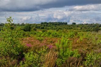 Chobham Common | Surrey Wildlife Trust