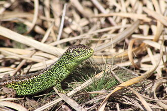 Heathland | Surrey Wildlife Trust