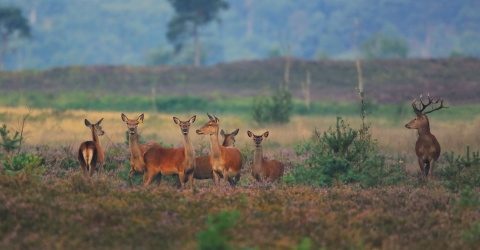 Pirbright Ranges | Surrey Wildlife Trust