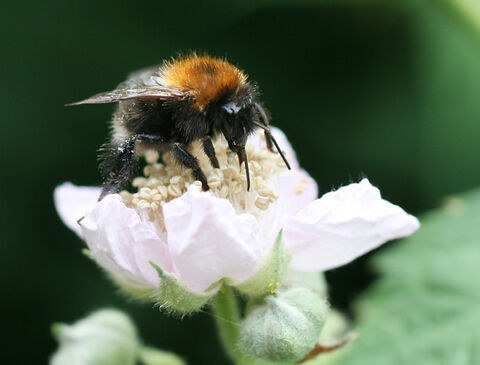 Tree bumblebee | Surrey Wildlife Trust