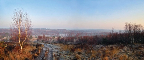 Chobham Common | Surrey Wildlife Trust