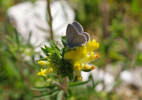 Priest Hill | Surrey Wildlife Trust