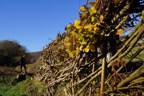 How to lay a hedge | Surrey Wildlife Trust
