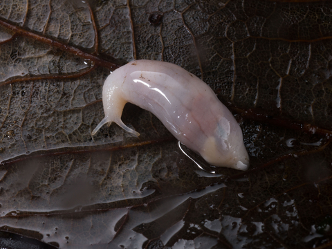 Ghosts, goblins and witches | Surrey Wildlife Trust