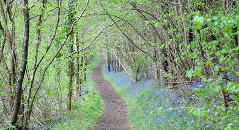Woodland | Surrey Wildlife Trust