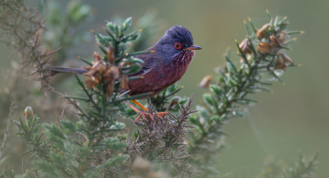 Birds | Surrey Wildlife Trust