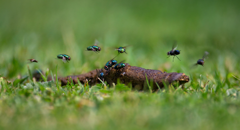 Identify poo | Surrey Wildlife Trust