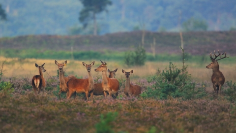 Pirbright Ranges | Surrey Wildlife Trust