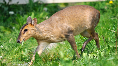 Muntjac deer | Surrey Wildlife Trust