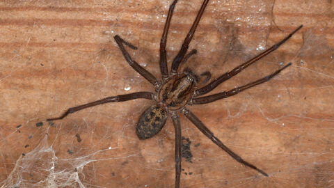 Giant house spider | Surrey Wildlife Trust