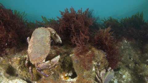 Chalk reefs | Surrey Wildlife Trust