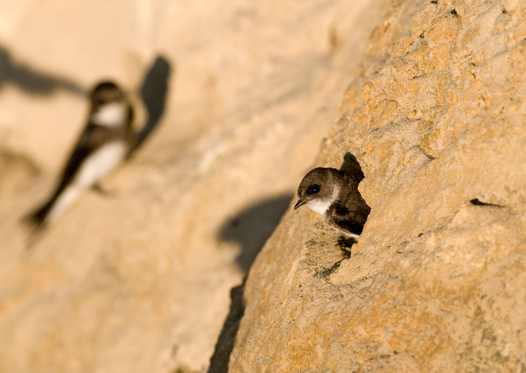 Sandcastle homes unveiled for sand martins | Surrey Wildlife Trust