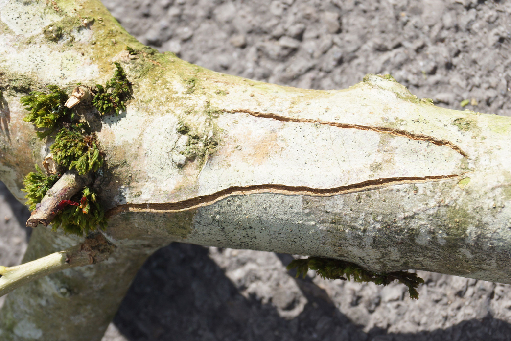 Ash Dieback | Surrey Wildlife Trust