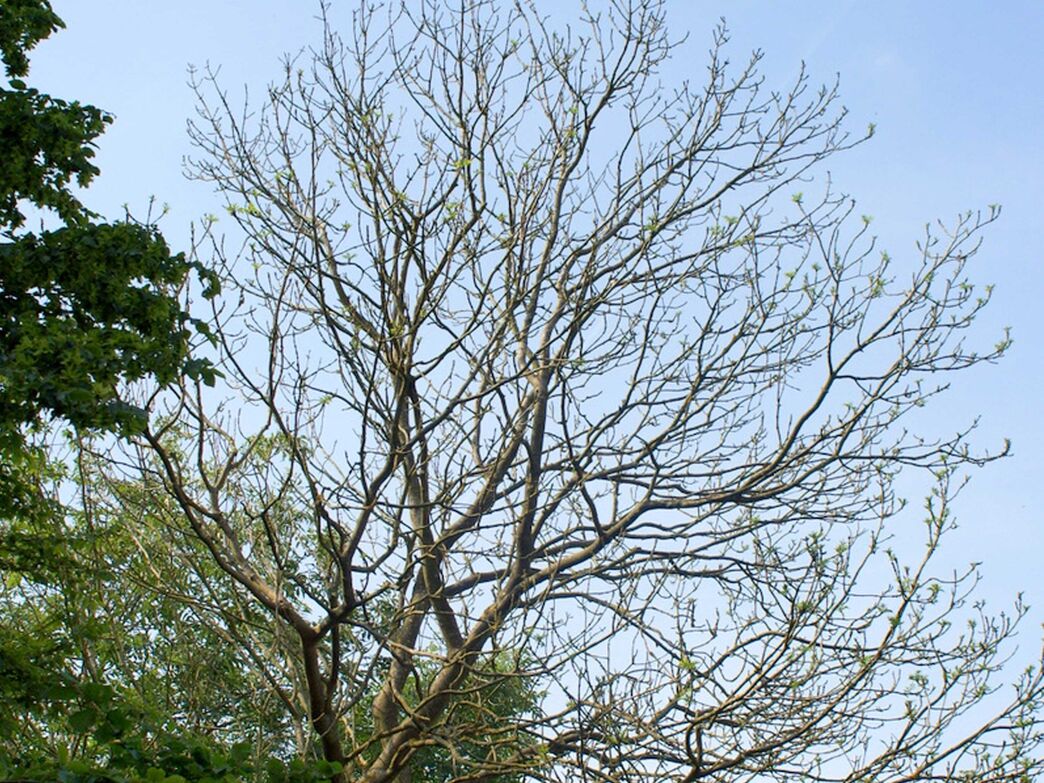 Ash Dieback | Surrey Wildlife Trust