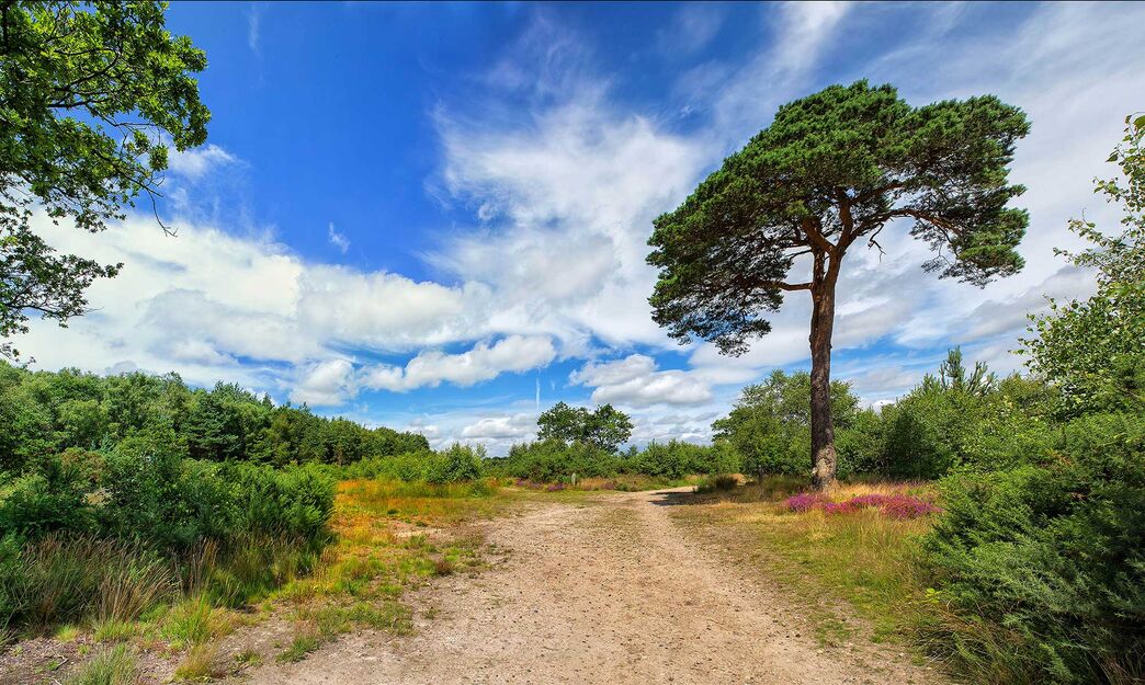 Celebrating Surrey’s wild heathland landscape | Surrey Wildlife Trust