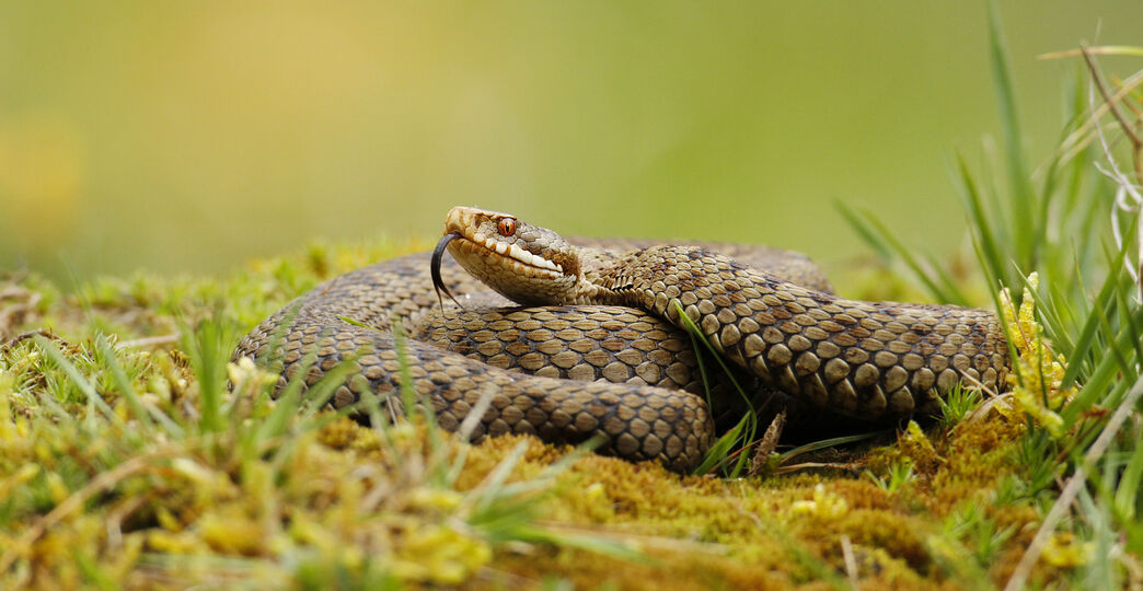 Identify UK snakes | Surrey Wildlife Trust