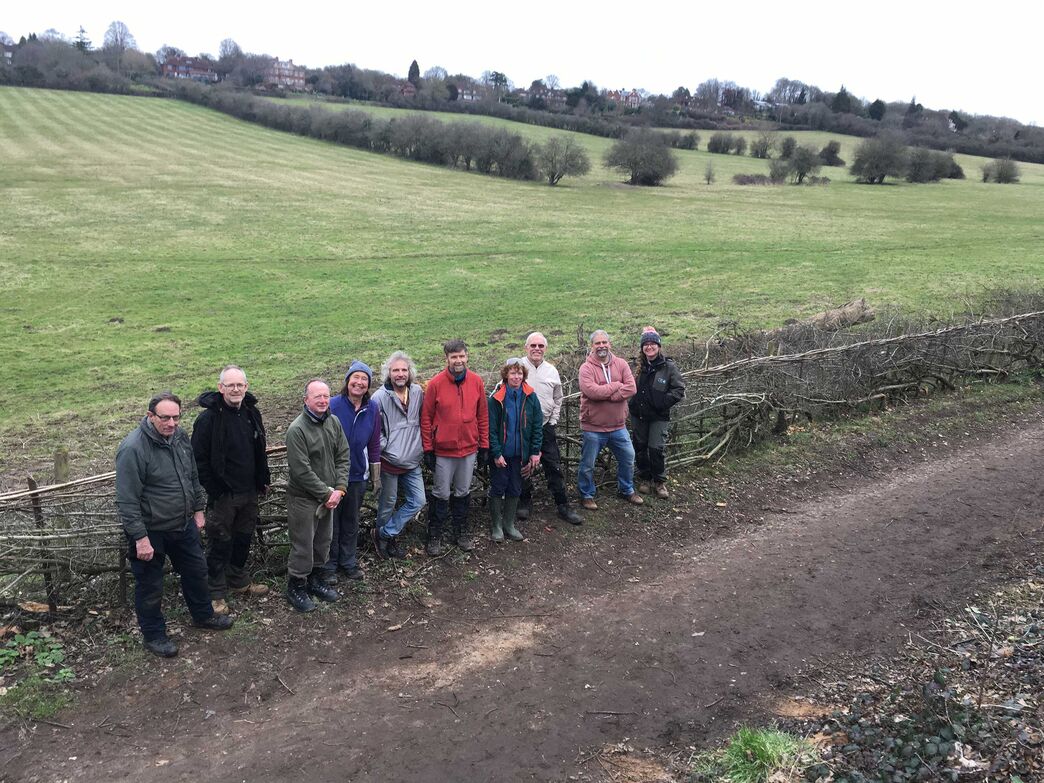 How to lay a hedge | Surrey Wildlife Trust