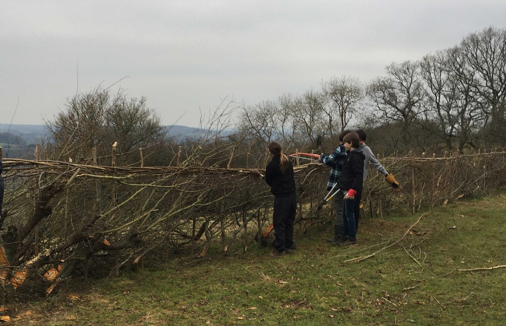 How to lay a hedge | Surrey Wildlife Trust