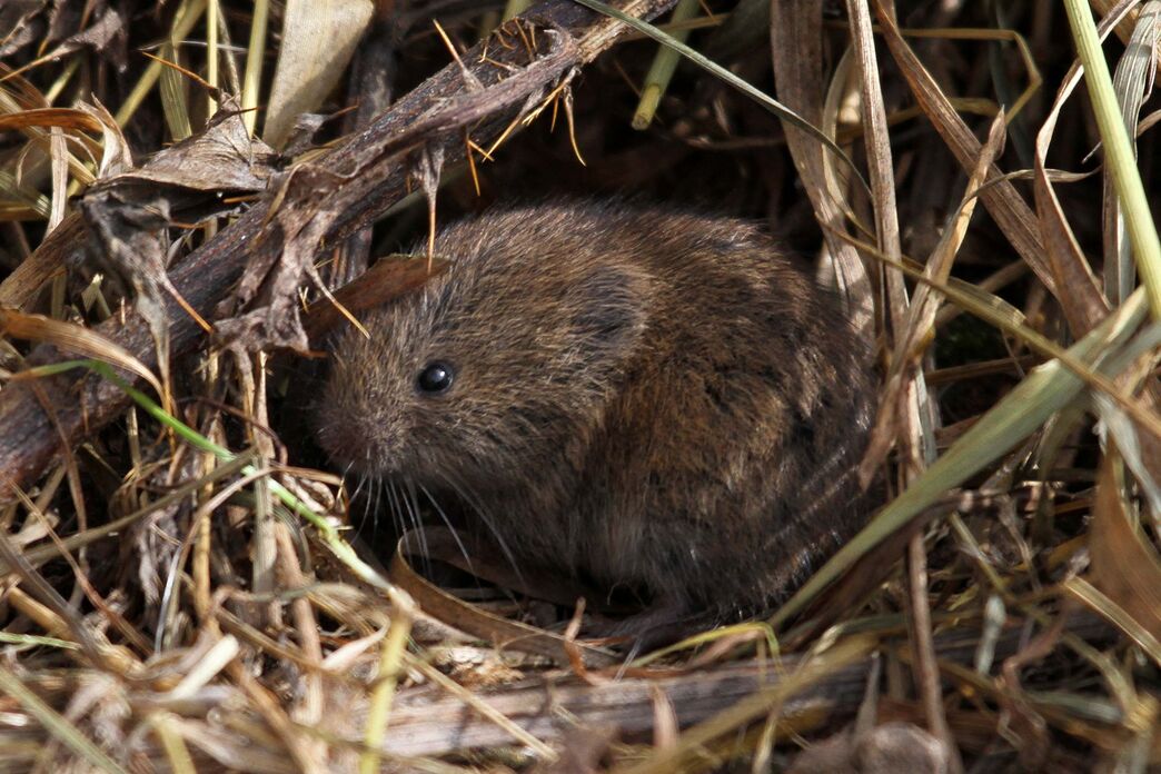 Surrey Wildlife Trust and Shepperton Studios team up to boost local ...