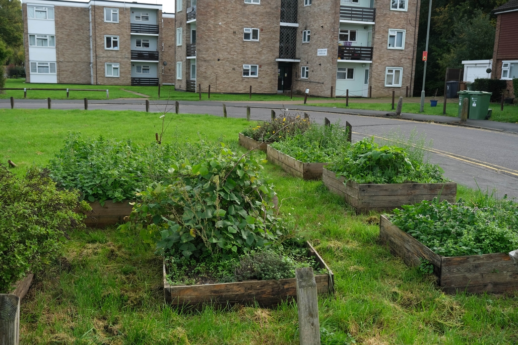 Creating a community garden | Surrey Wildlife Trust