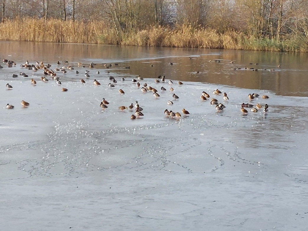 Spring steps in at Newdigate Brickworks | Surrey Wildlife Trust