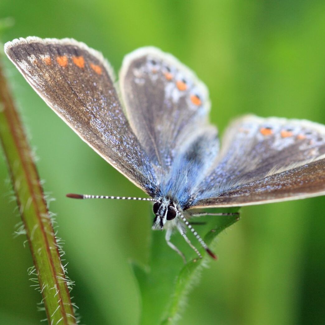 Ready Steady Survey! How to get involved with surveys this summer ...
