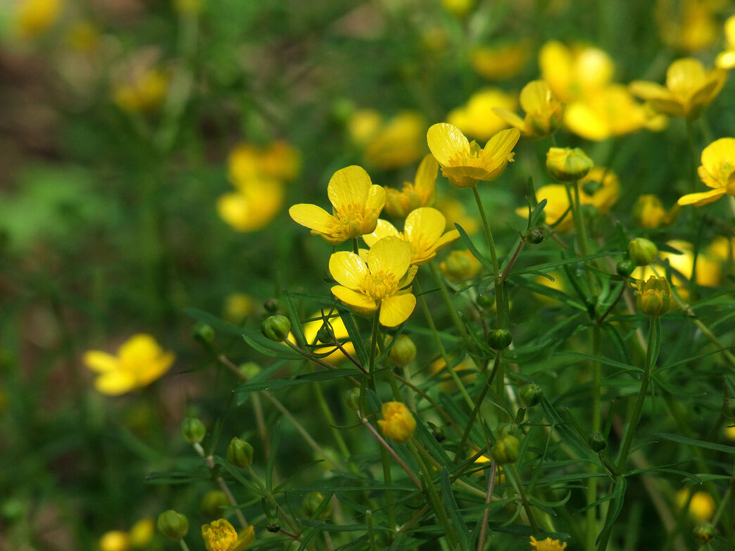 Birds, butterflies & blooms at Newdigate | Surrey Wildlife Trust