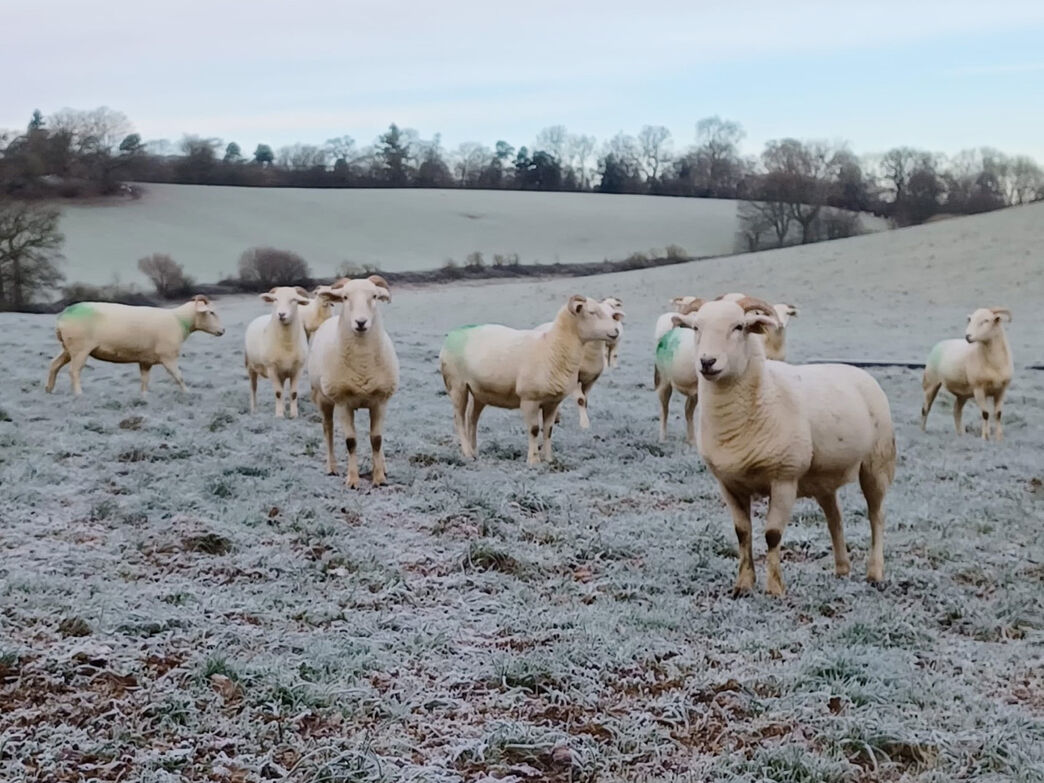 Help our Grazing Heroes | Surrey Wildlife Trust