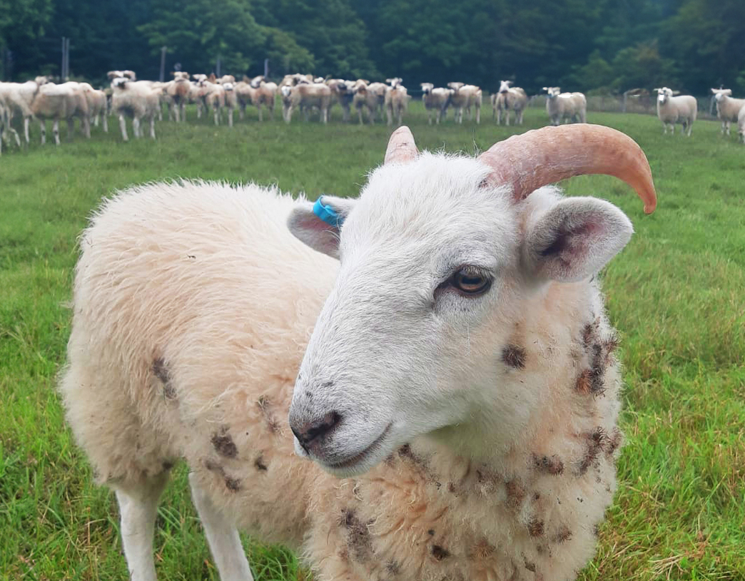Help our Grazing Heroes | Surrey Wildlife Trust