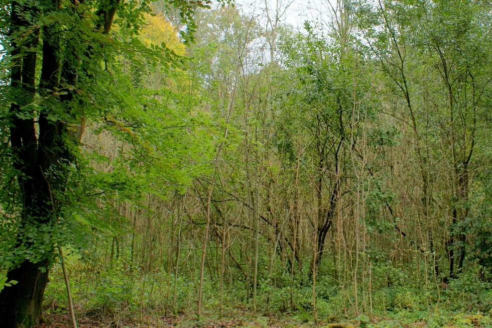 Ash Dieback | Surrey Wildlife Trust