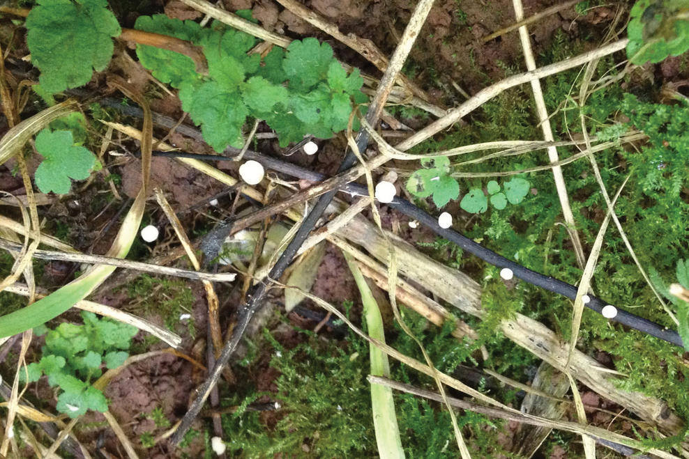 Ash Dieback | Surrey Wildlife Trust