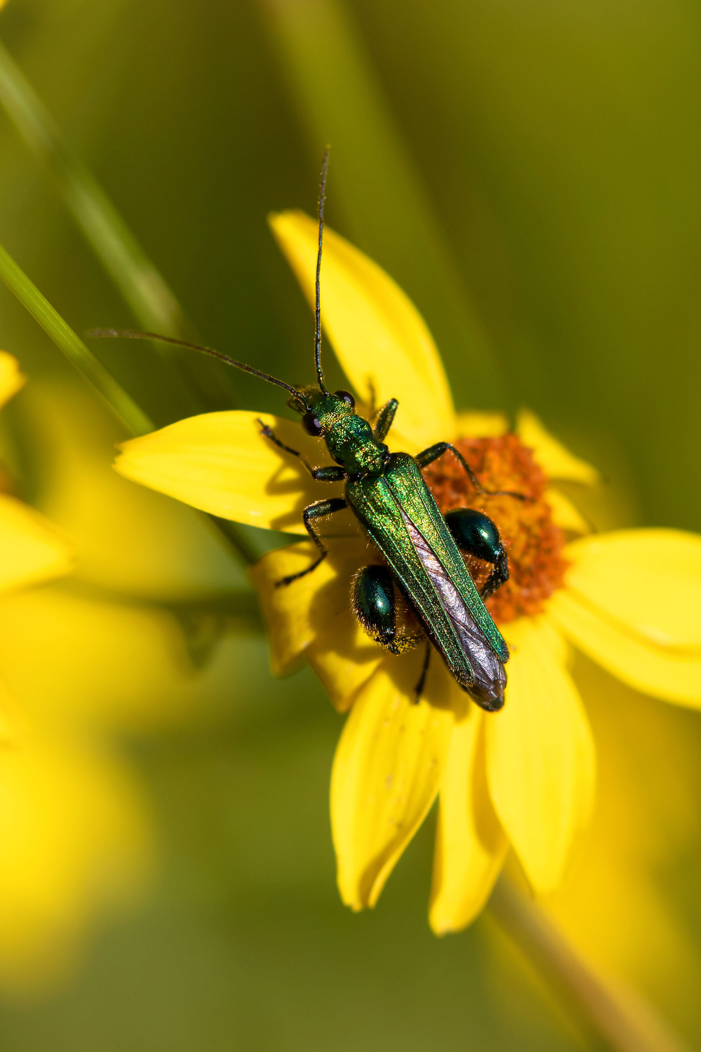 Surrey insect champions needed to reverse insect decline | Surrey ...