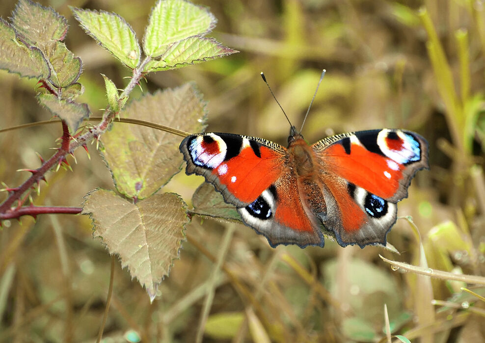 Spring butterflies | Surrey Wildlife Trust