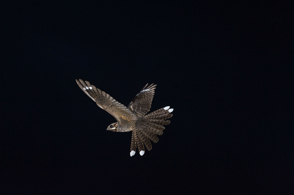 Churring nightjars | Surrey Wildlife Trust