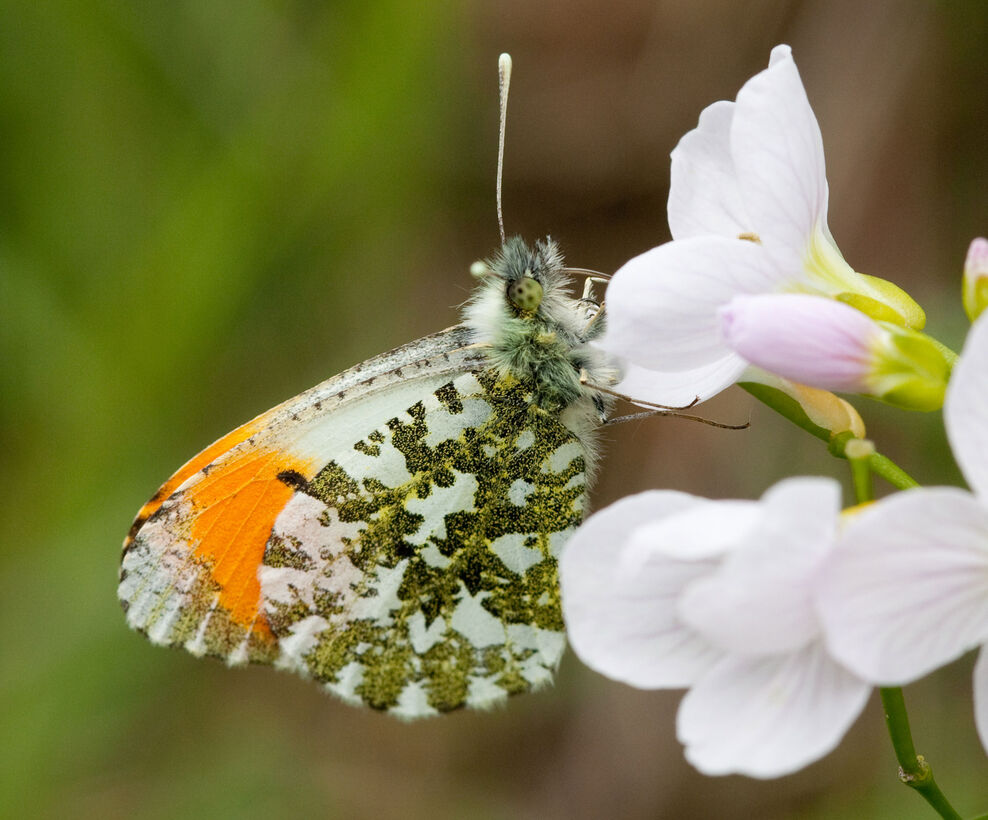 Spring butterflies | Surrey Wildlife Trust