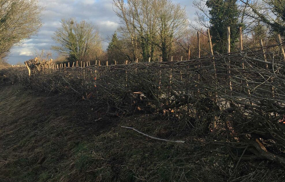 How to lay a hedge | Surrey Wildlife Trust