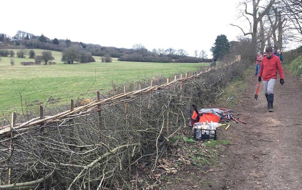 How to lay a hedge | Surrey Wildlife Trust