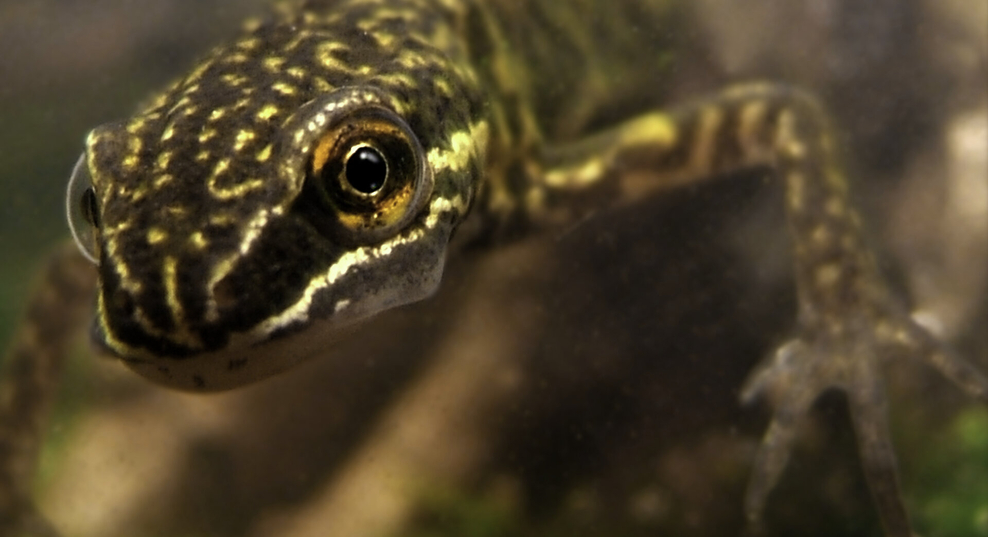 Newts are out and about! | Surrey Wildlife Trust