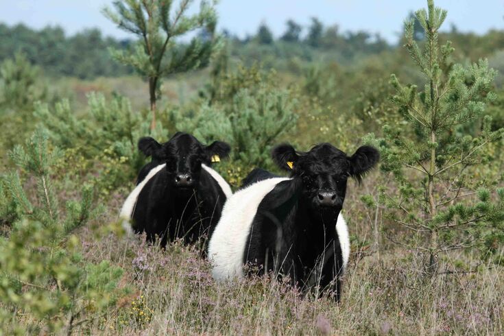 Conservation grazing | Surrey Wildlife Trust